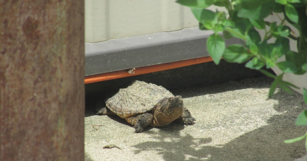 Murray & Candace's Adventures: Juvenile Snapping Turtle...