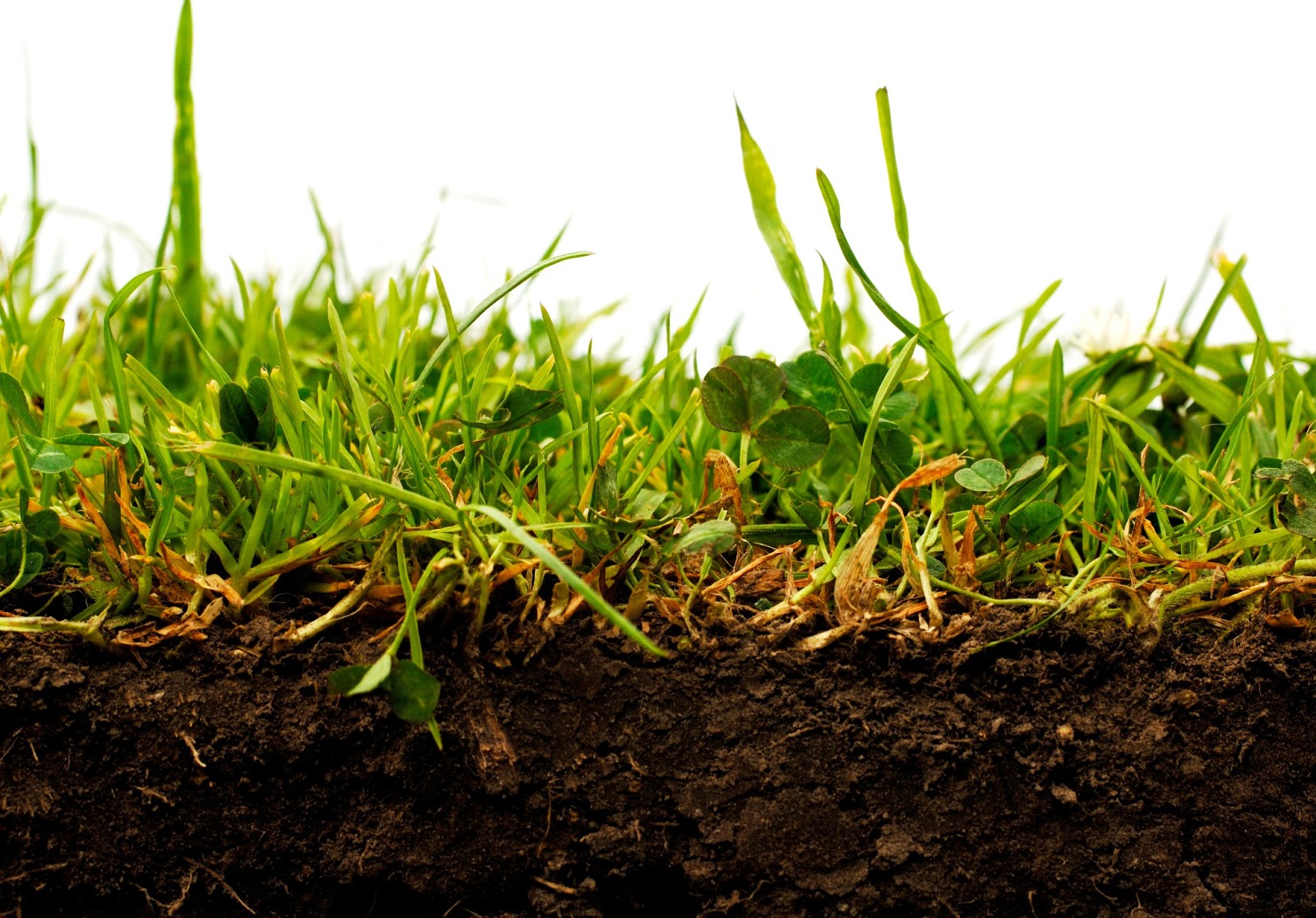 Field Notes: Planning for a Beautiful Lawn (Part 3)