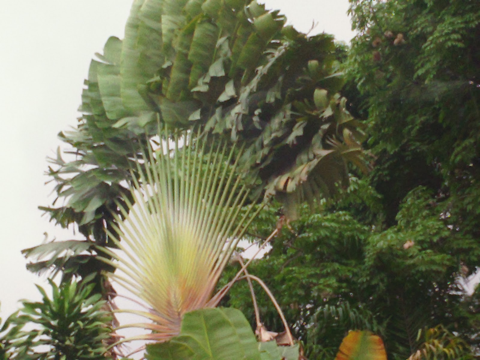 LDS Congo Mission: Flora, Fauna & Folks in Kinshasa