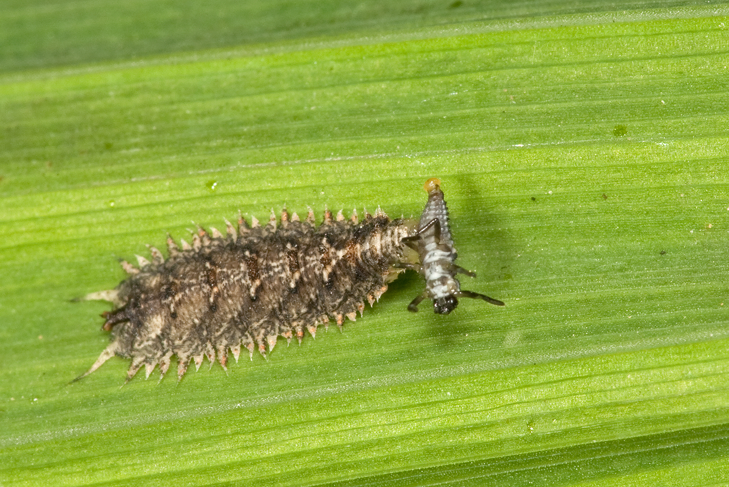 Irish Wildlife Photography: Hoverfly larva eating a ladybird larva