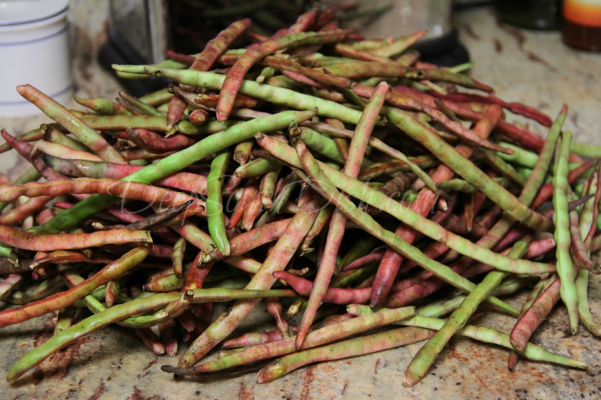Deep South Dish: Classic Fresh Purple Hull Peas
