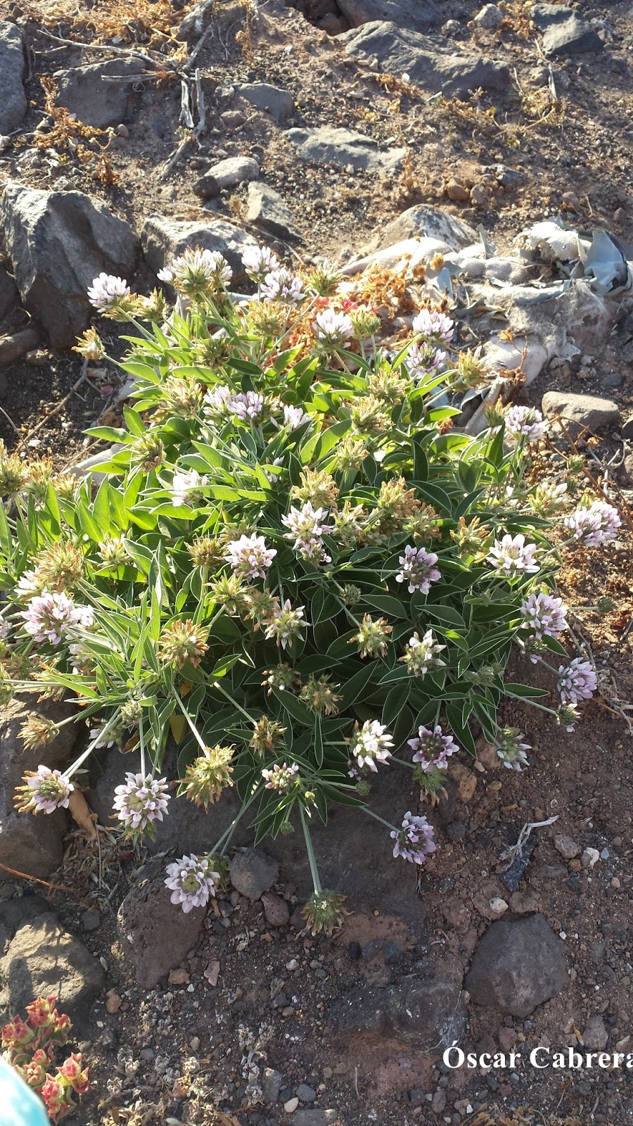 Bituminaria bituminosa (L.) C.H. Stirt. Tedera