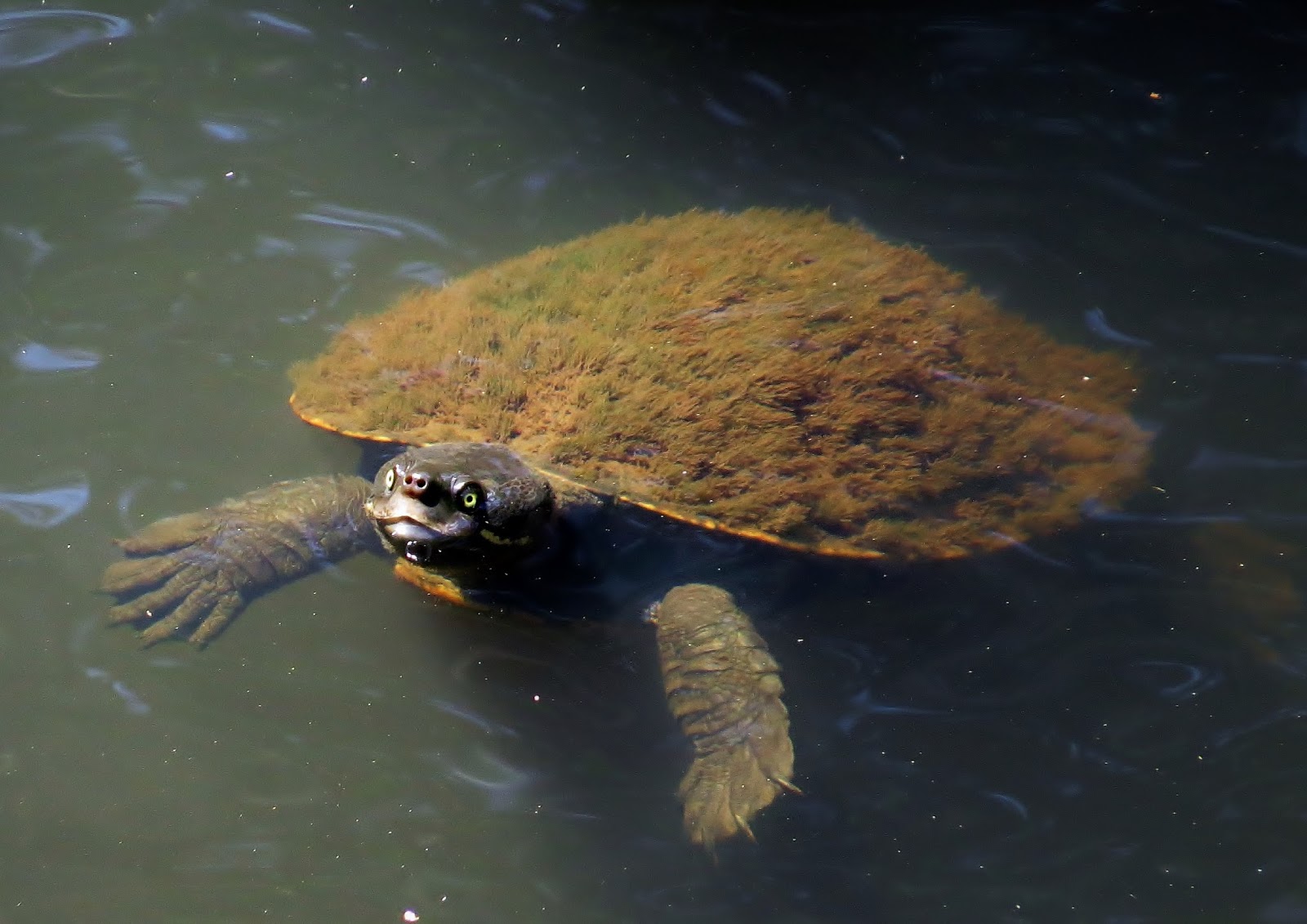 Suburb Guide: Annerley