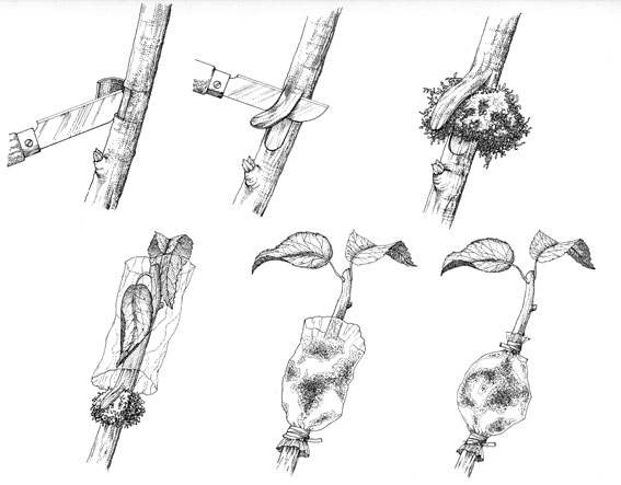 Associazione DLF Bonsai Legnago: 28 Settembre: serata margotte e non solo