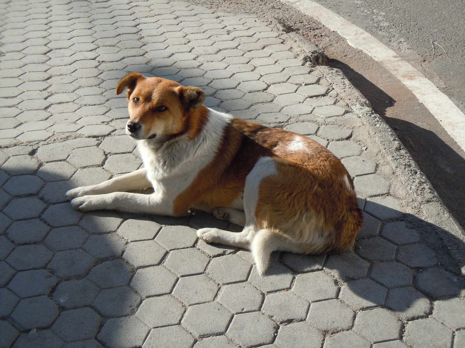 Yankee in Bhutan: Dogs of Thimphu and Changri