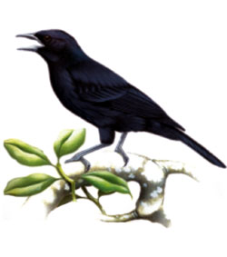 A Ordem Natural: O Chupim