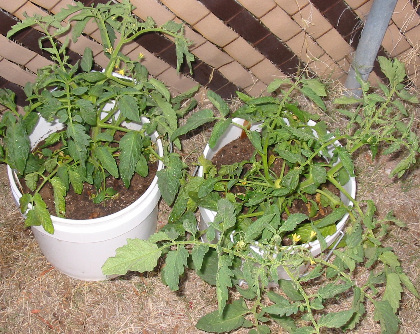 The Scientific Gardener: Tomatoes – The First Trials