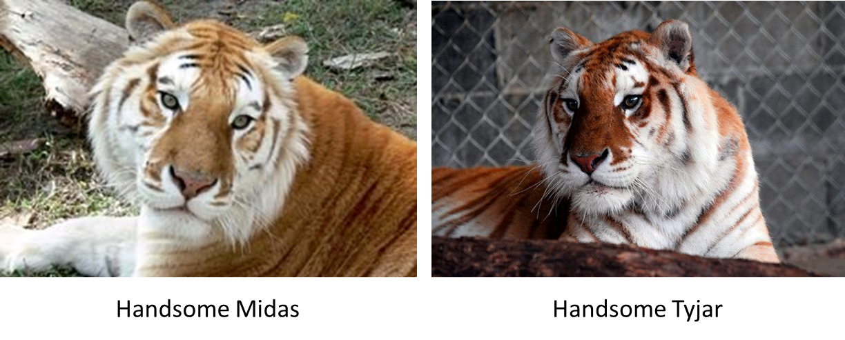 In-Sync Exotics' Cat Tales: Two Special and Handsome Tigers