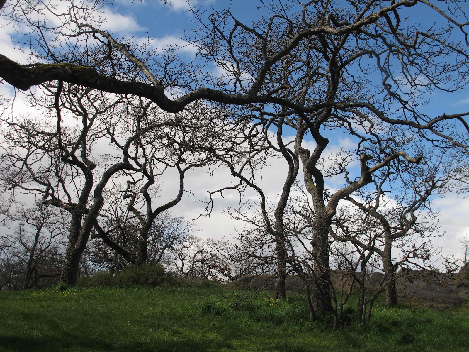 Up on Haliburton Hill: G - Garry oak meadows