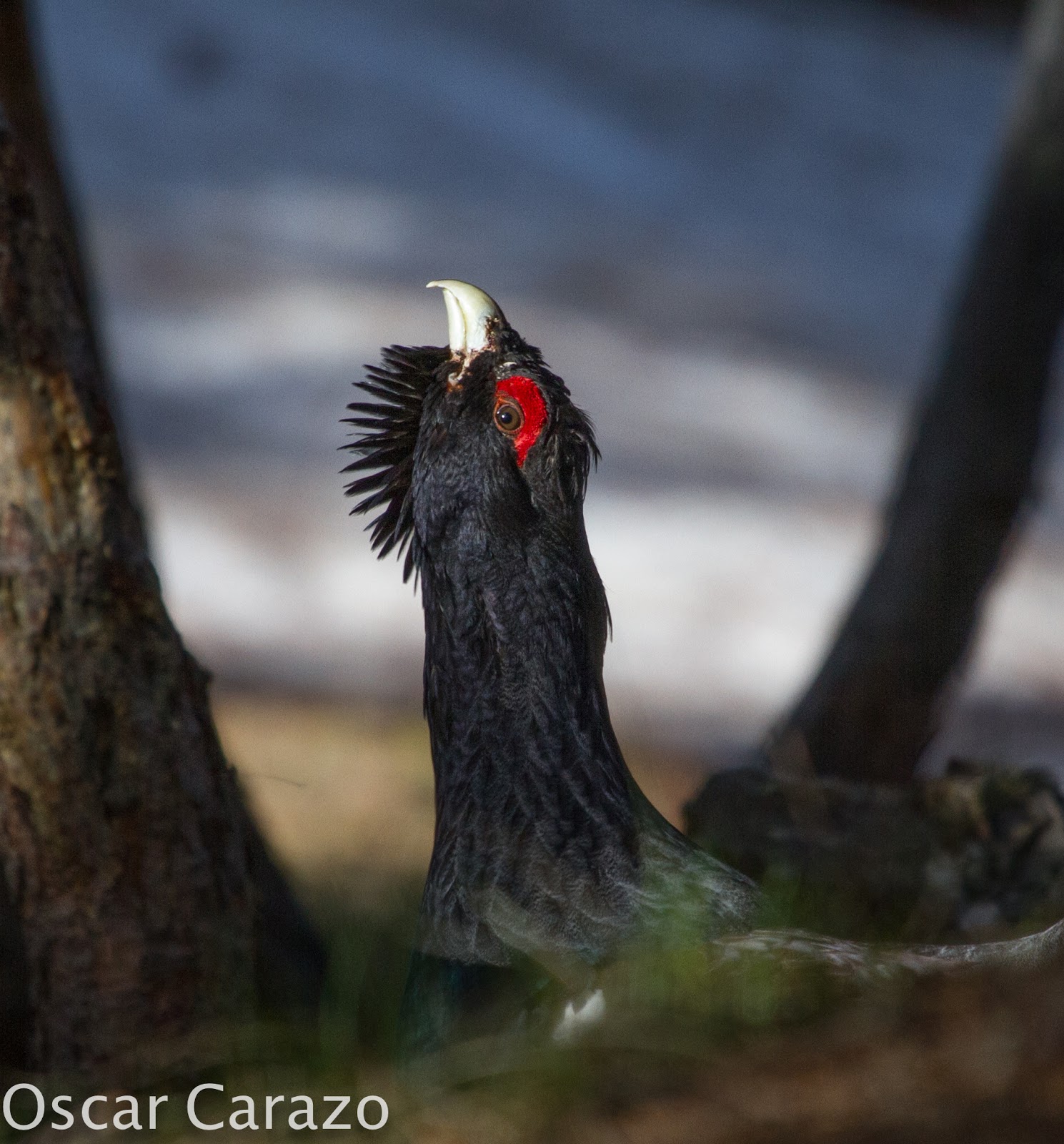 AVESANTURTZI: OTRO SUEÑO CUMPLIDO: UROGALLO PIRENAICO