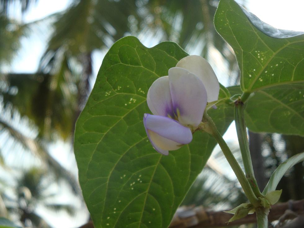 Organic micro farm and vegetable terrace garden : Growing Long Bean ...