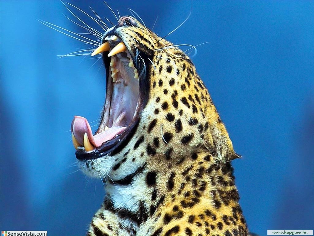 Album Auralight: Macan Angop