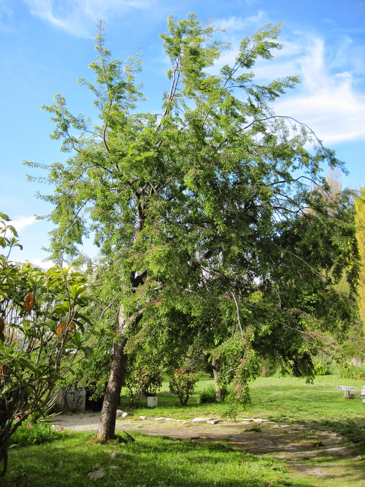 Spring in Argentina: Museo Paleontologica Bariloche