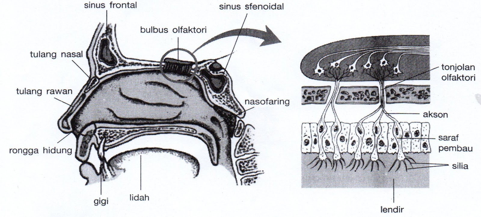 Sistem Indra Pada Manusia - Batumarta Clicker