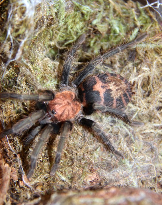 Bugs N Things: Other Tarantulas