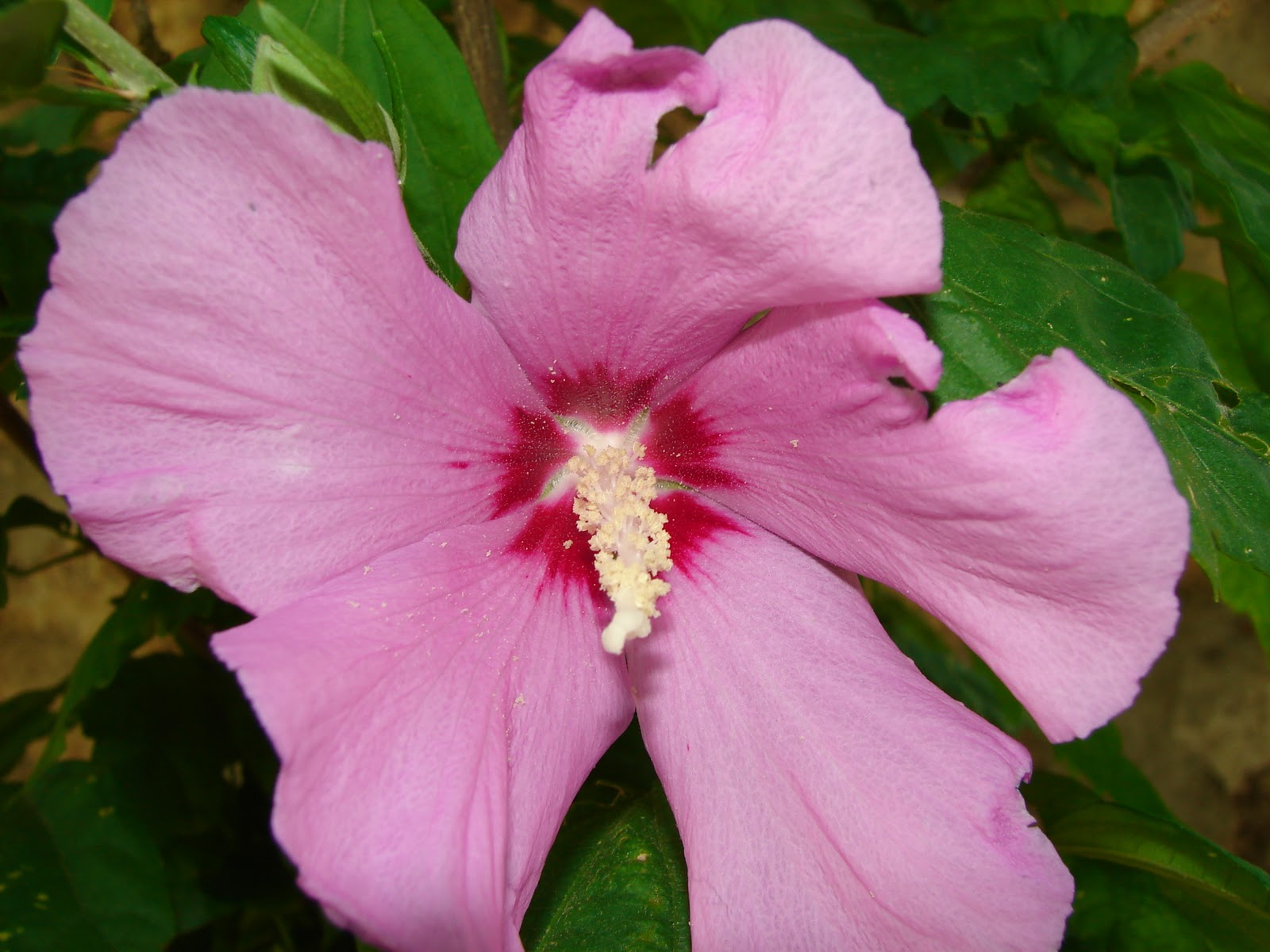 Tu mejor fotografía digital: Fotos de vegetación