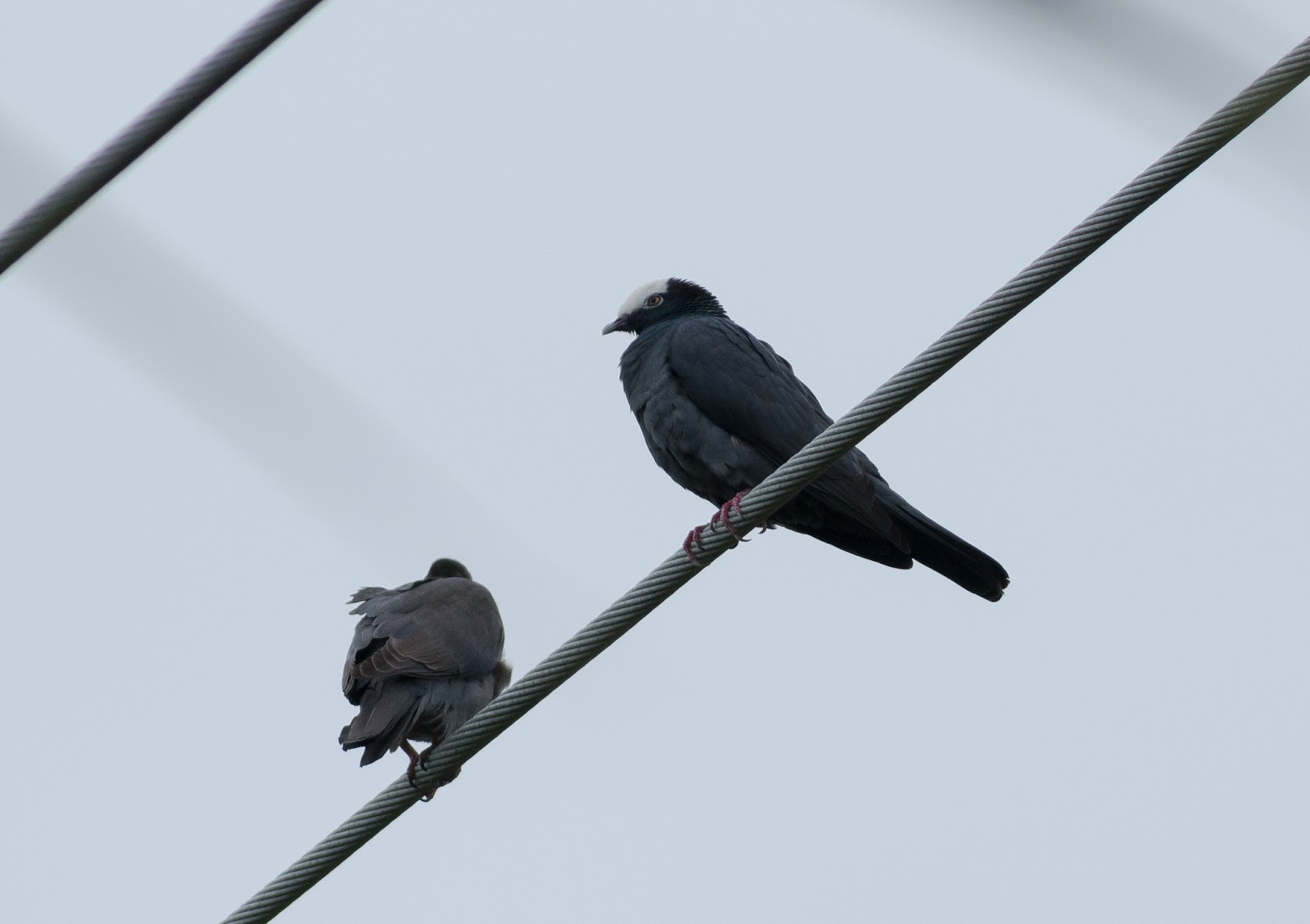 Pixie Birding: Florida Birding Trip Report - Day 7 (Miami, Key West ...