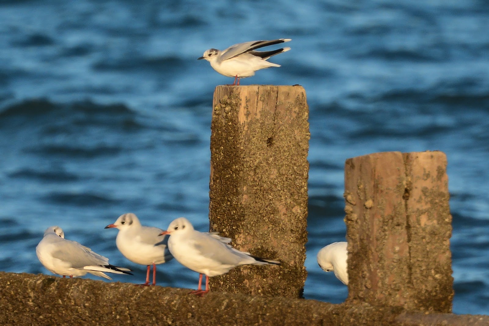 Happisburgh Parish Bird List