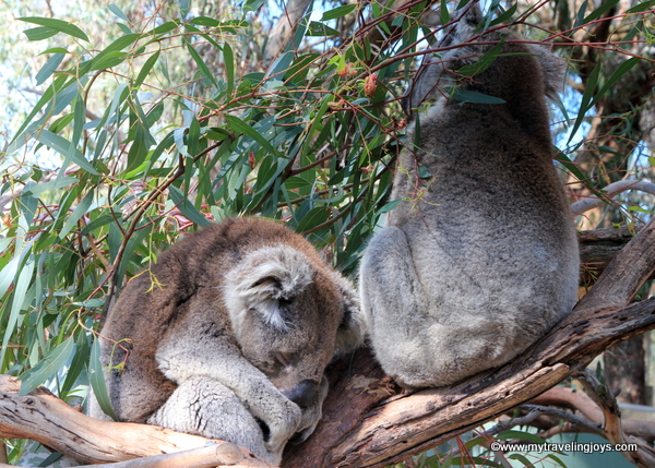Awesome Aussie Animals at Moonlight Sanctuary ~ My Traveling Joys