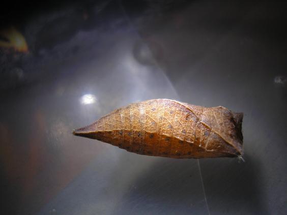 El diseño y el ser humano