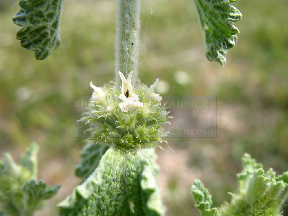 Flora medicinal, alimenticia y artesanal de la Ribera Navarra ...