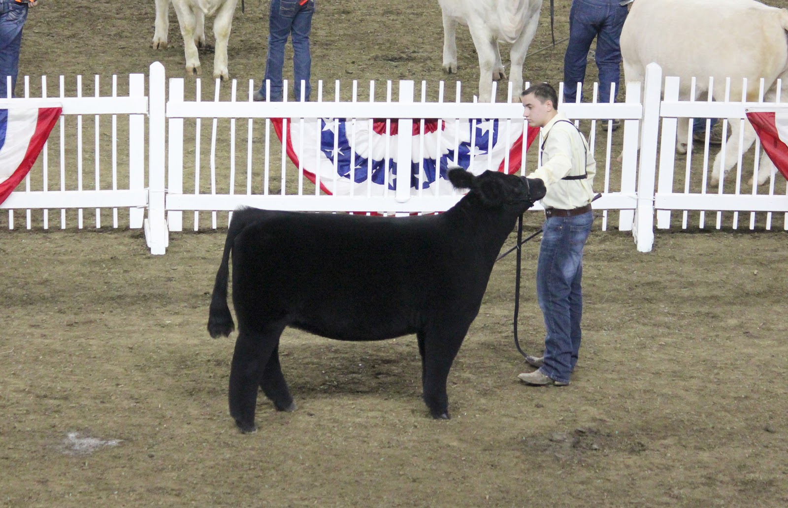 Executive Sires, Inc.: 2012 NAILE Jr. Heifer Show - Division 1 Maine ...