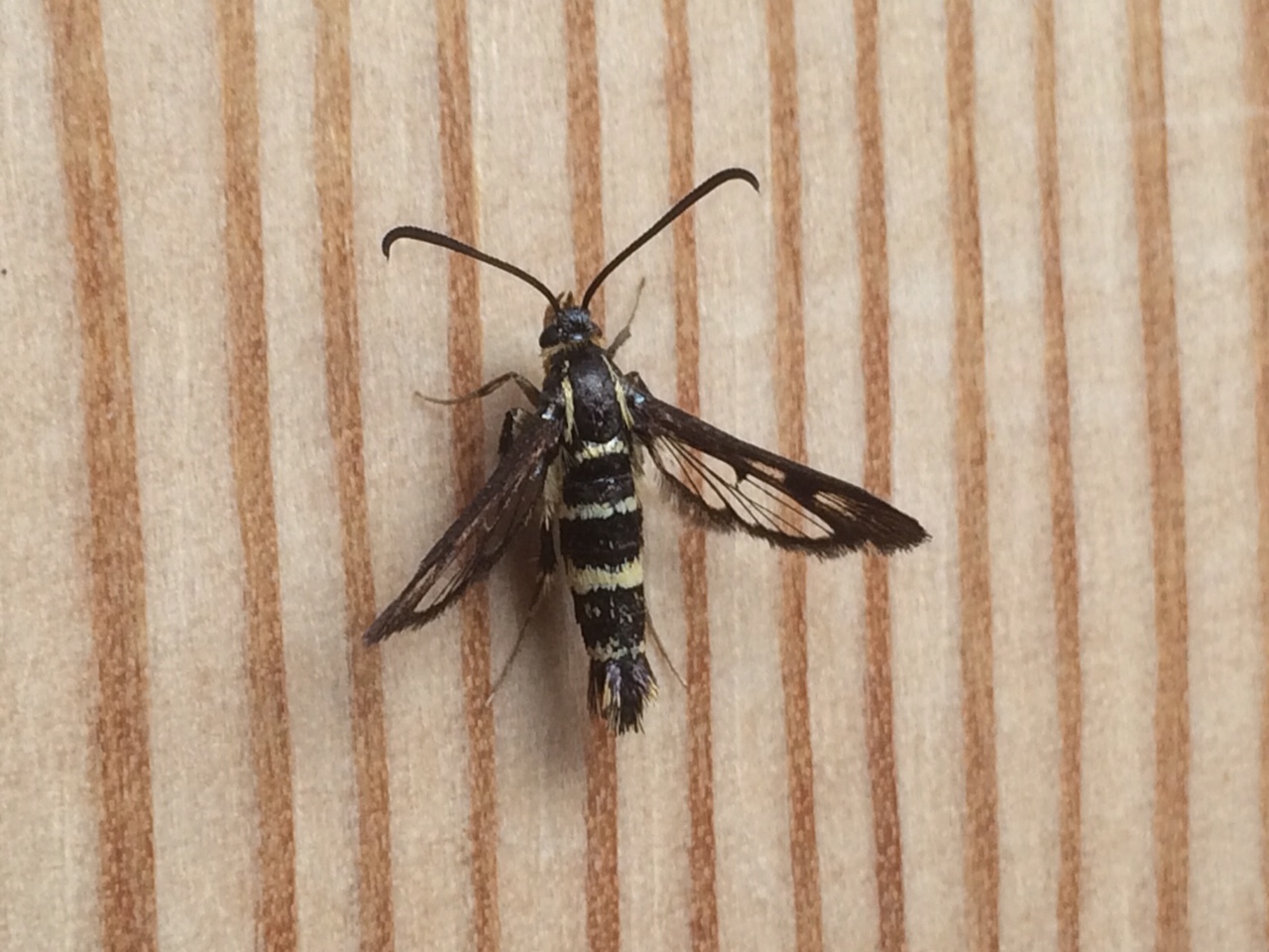 Interesting Insects: Peach borer moth yellow jacket mimic