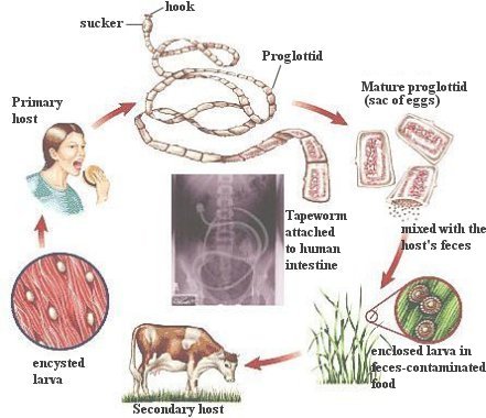 Tapeworm ~ Health Infection