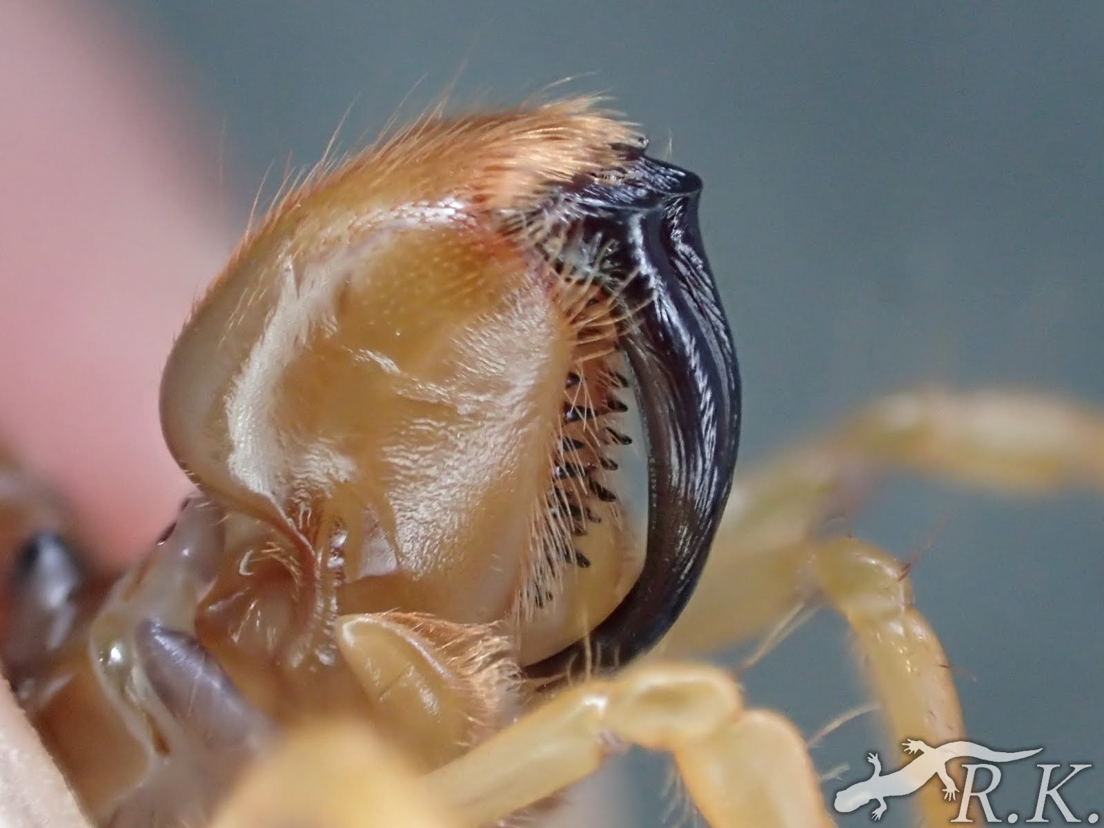 小さな隣人たちの世界: ワスレナグモ Calommata signata Karsch, 1879