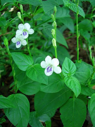 Akar Ruas Ruas (Asystasia gangetica)