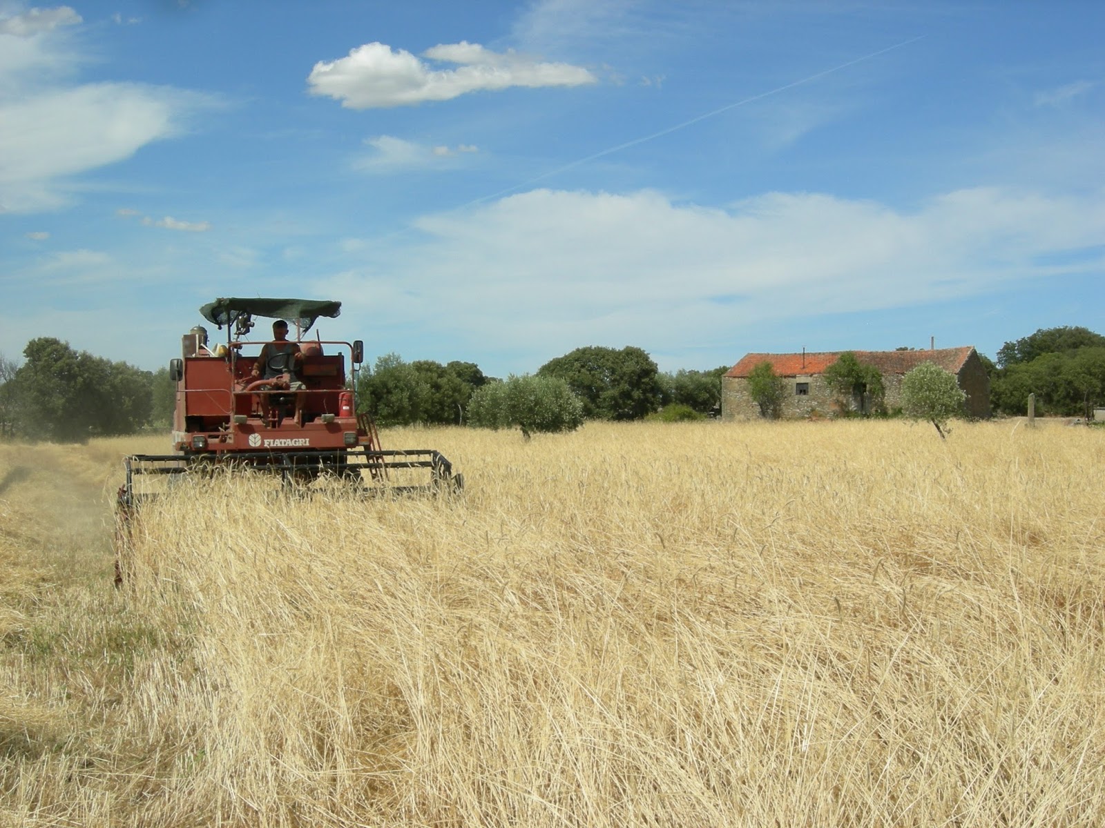 aGreste: Ceifa do centeio