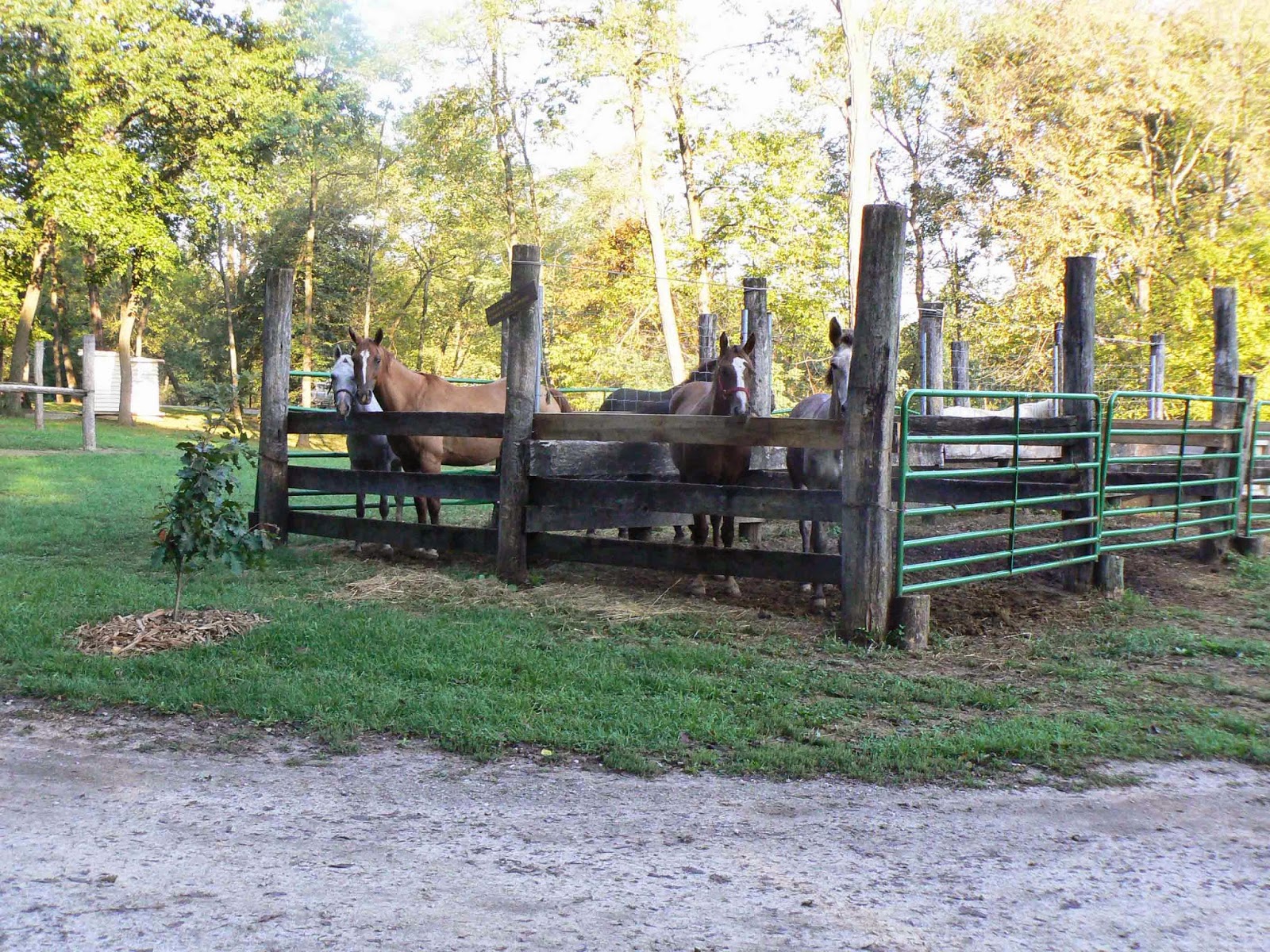 Friends of Shimek State Forest : November 2014