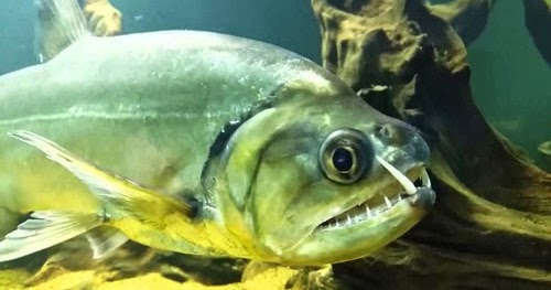 Payara Armatus ( Hydrolycus Armatus )