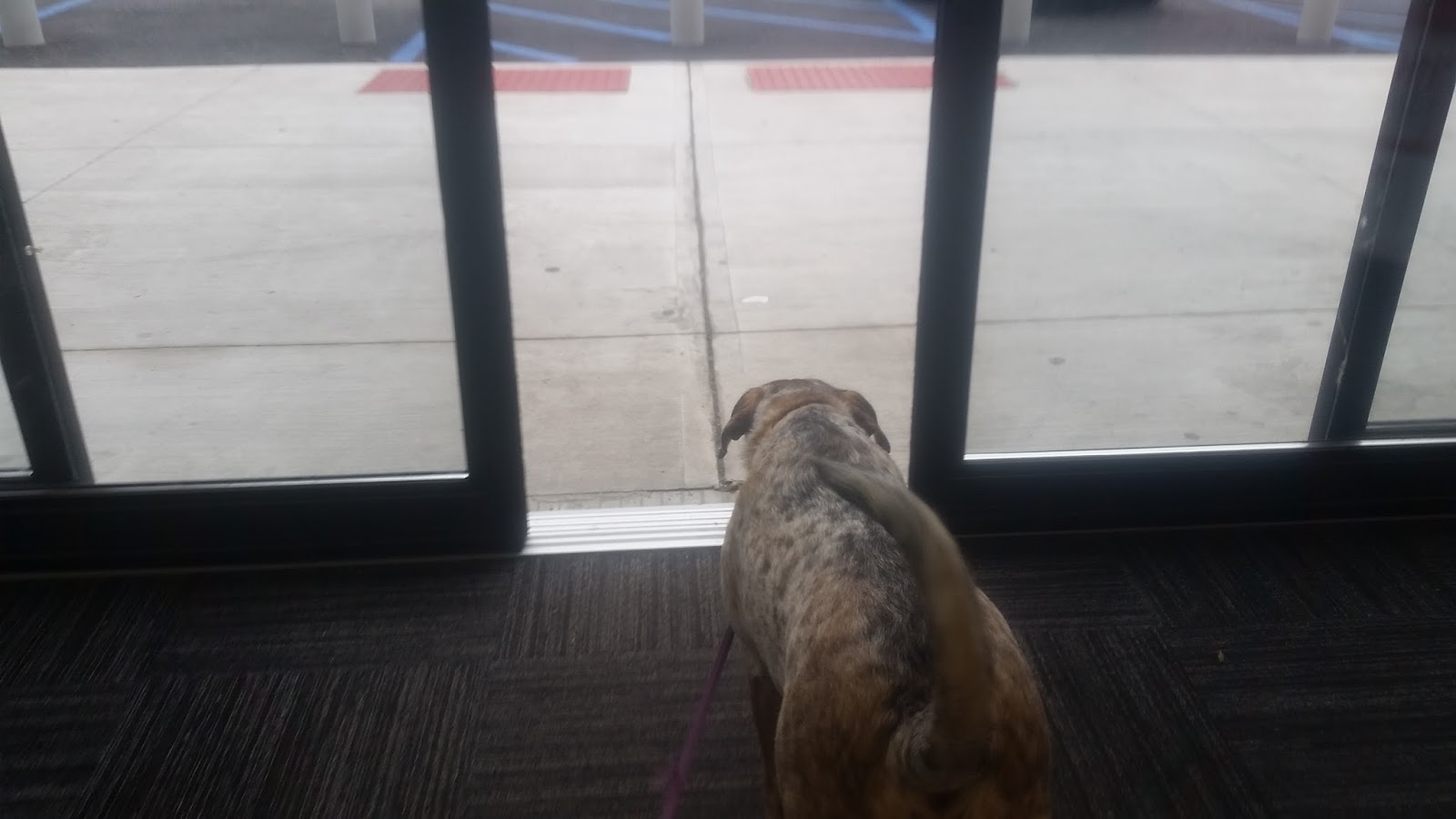 According to Bella: Bella's Trip to Staples - Is Staples a Dog Friendly ...