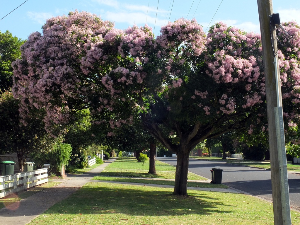 Friends of Drouin's Trees: Cape Chestnut
