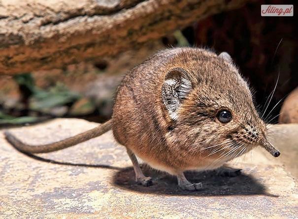 Docentes ædificare: ORDEM MACROSCELIDEA