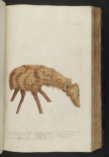 The Study: The Lamb Lies Down