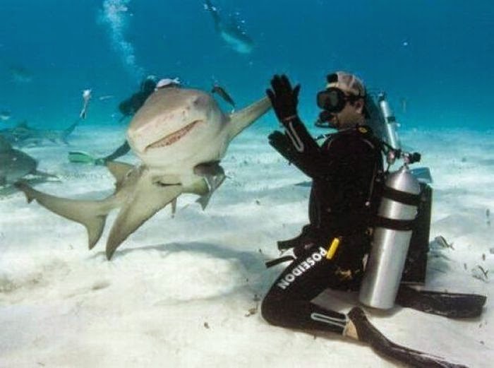 Scuba Diving