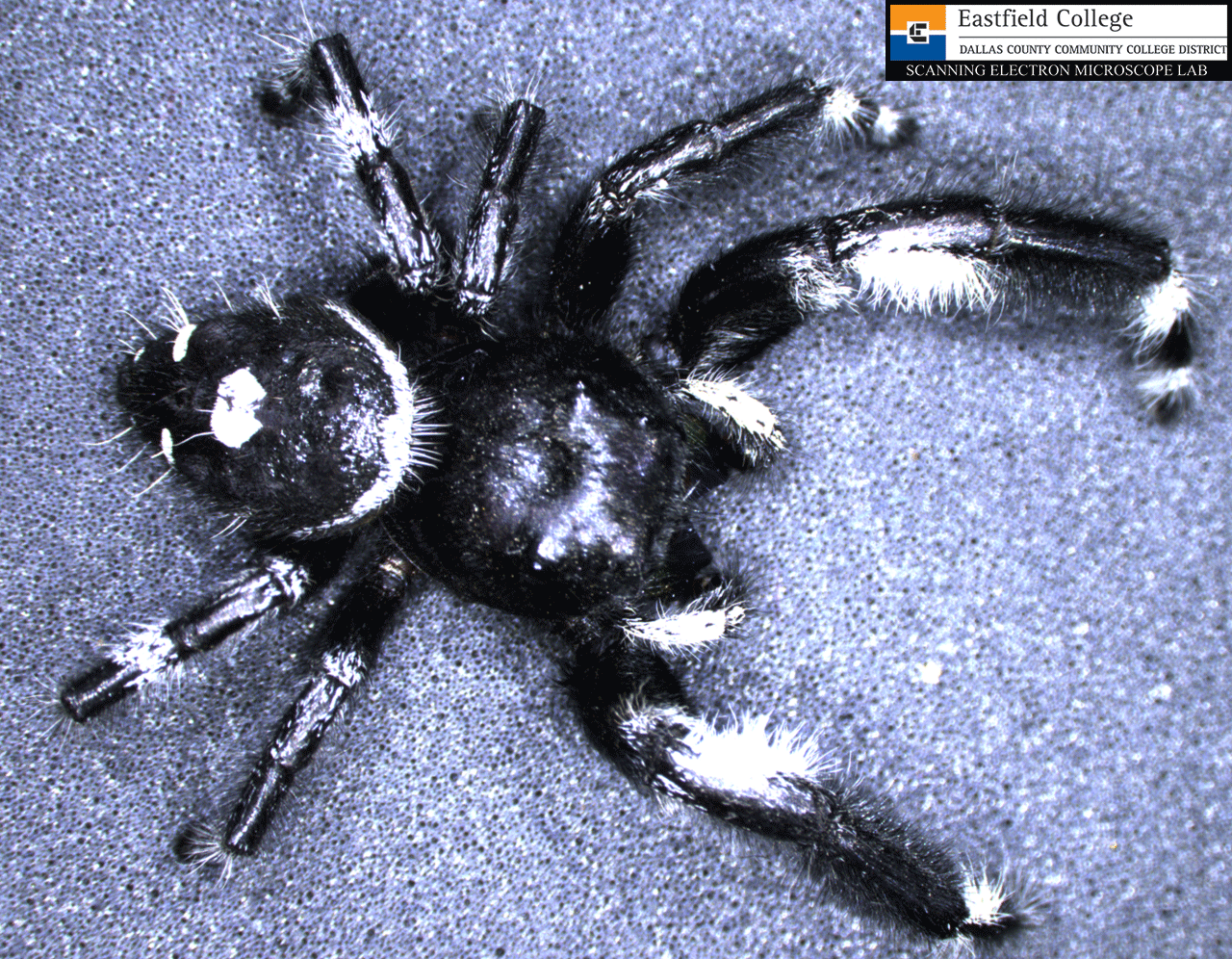 Scanning Electron Microscope Blog: A Jumping Spider