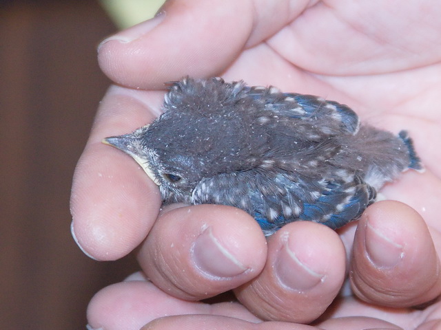 Pluff Mud Perspectives: Update no. 3 on Parc Perlière's Nesting ...