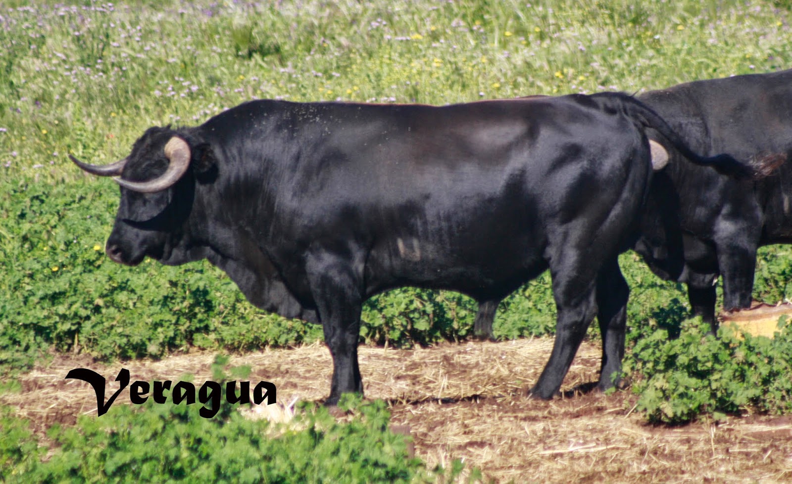 Encastes Bravos: Toros de Cuadri para la Feria de Julio de Valencia