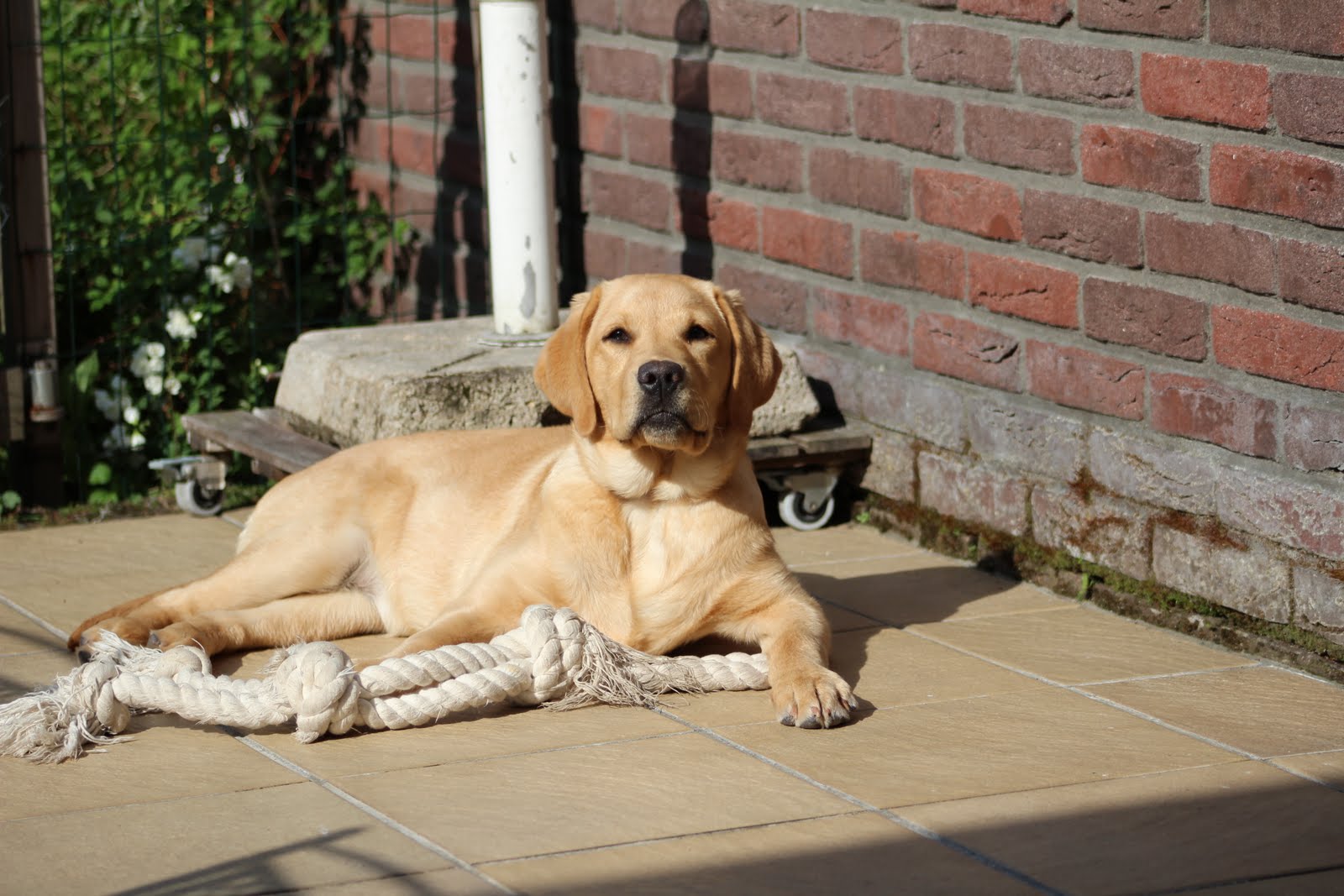 Jolly - de aspirant Geleidehond