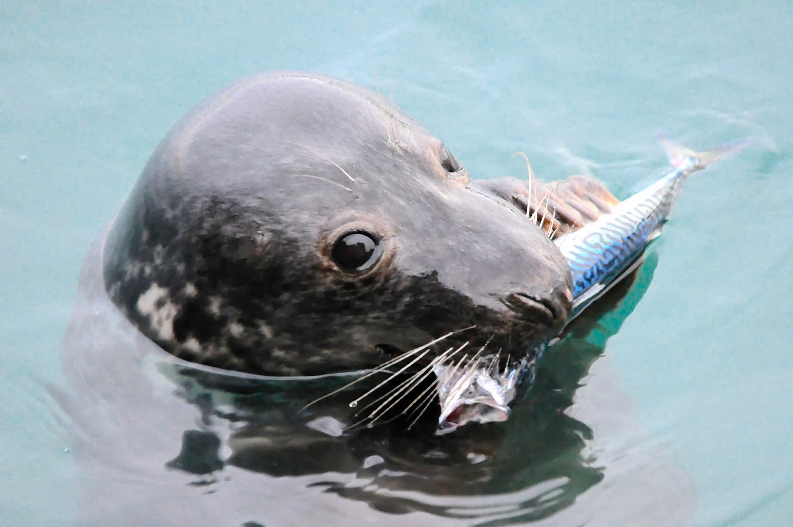 EL NIDO DEL XUAN: FOCA GRIS. (Halichoerus grypus)