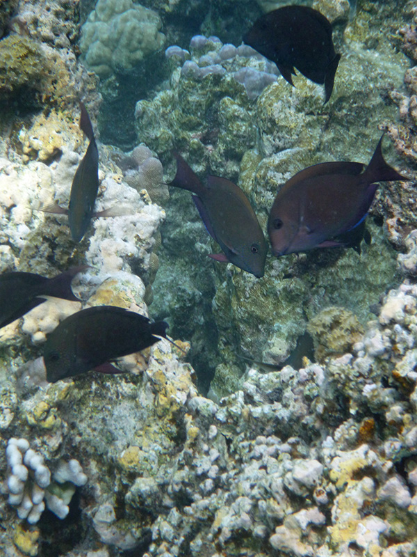 The Adventures of S/V Silhouette: Three Anchorages in Moorea
