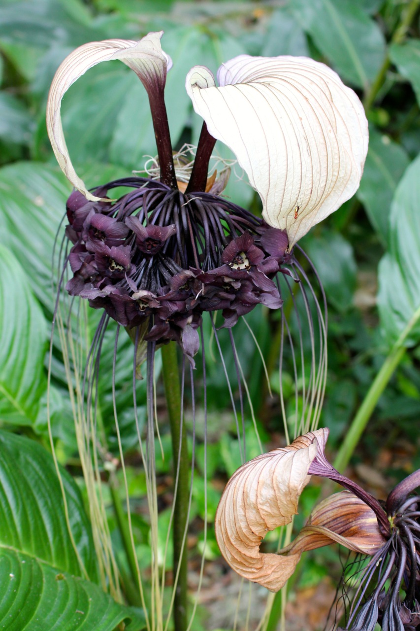 Photos Now and Then: Bat Plant