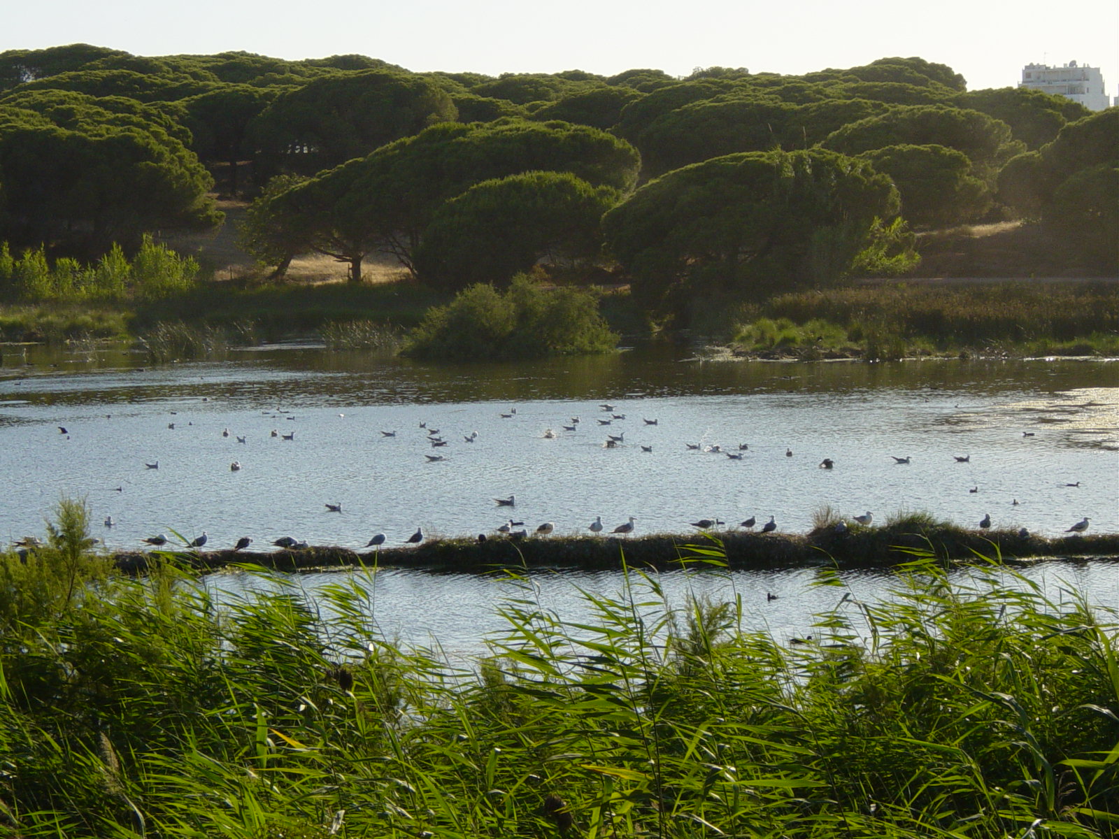ALGARVE - PONTOS DE VISTA: Lagoa da foz da ribeira do Almargem
