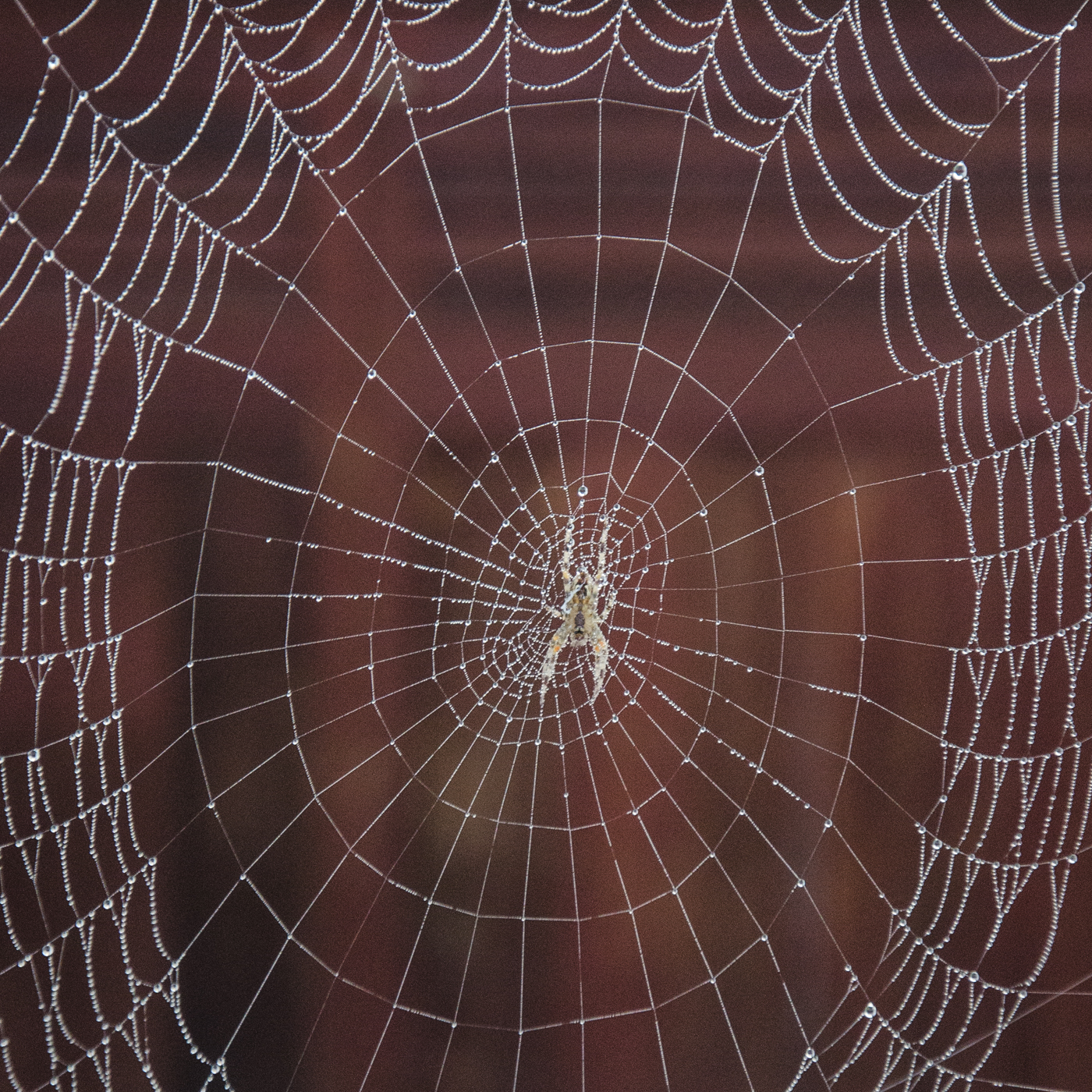 Pacific Northwest Photography: September Spiders