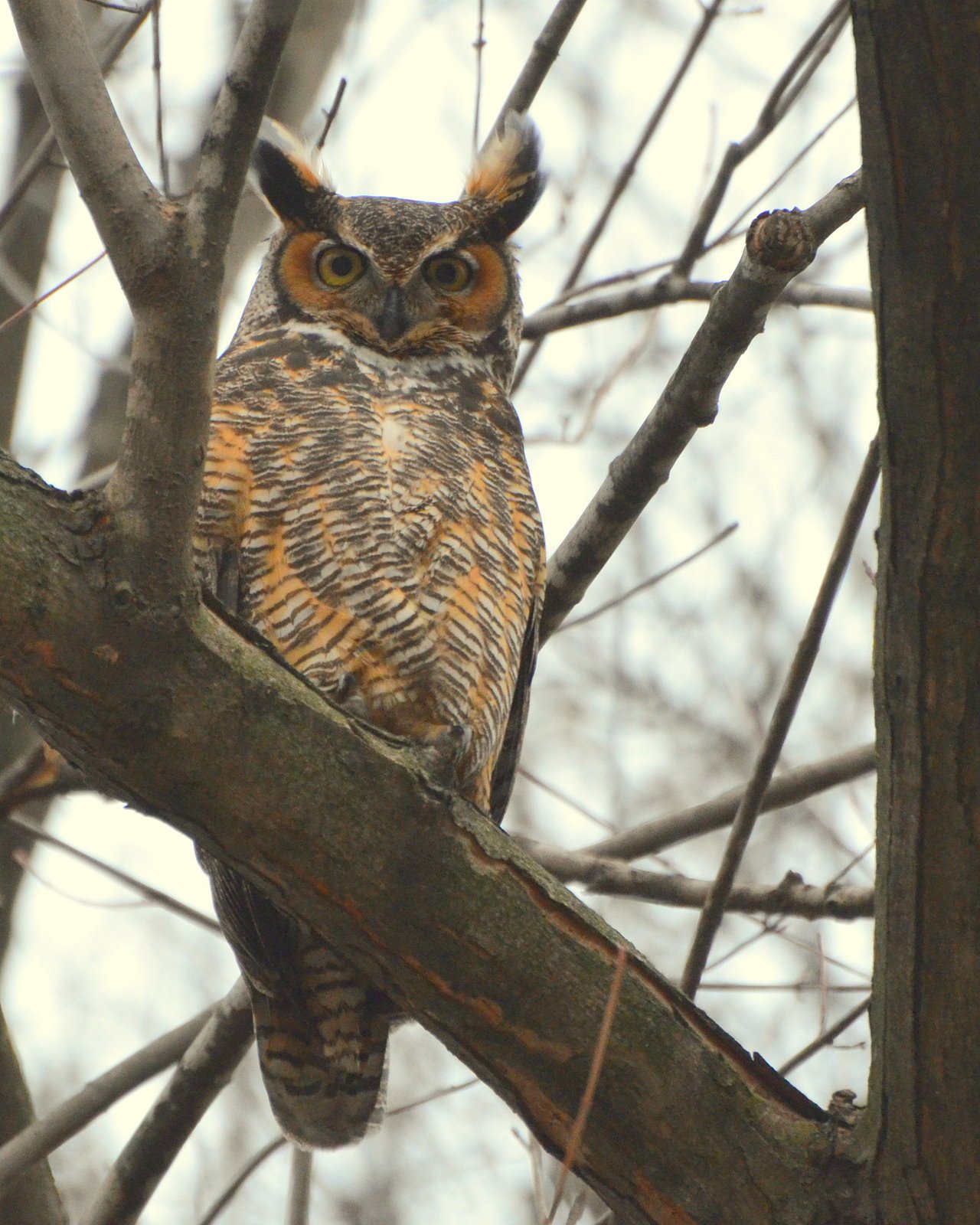 The Woodland Fern: Great Horned Owl Returns