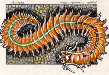 ZooTrophy Animal-a-Day Database: Creature Feature #107: Clam Worm