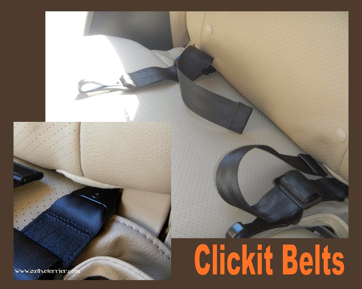 Clickit or Ticket: Sleepypod Product Review | Oz the Terrier ...